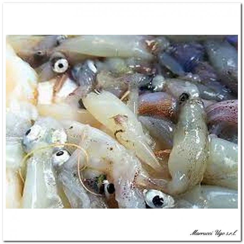 CALAMARI C4 PATAGONIA BUTTERFLY PULITI IQF CONG. 1x5 KG CA PN - Marrucci