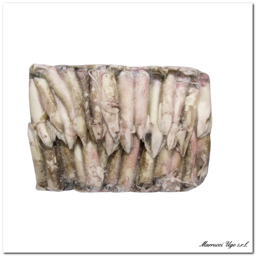 CALAMARI C4LL LST KG.10 CA - Marrucci