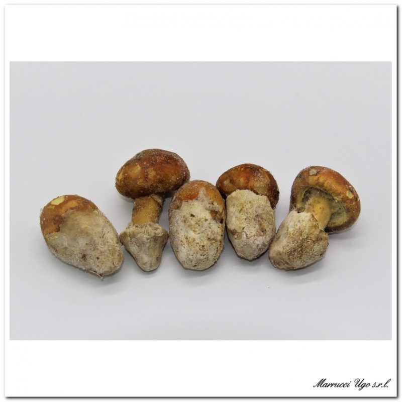 FUNGHI OVULI CONG. 1x10 KG - Marrucci