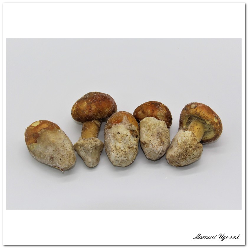 FUNGHI OVULI CONG. 1x10 KG - Marrucci