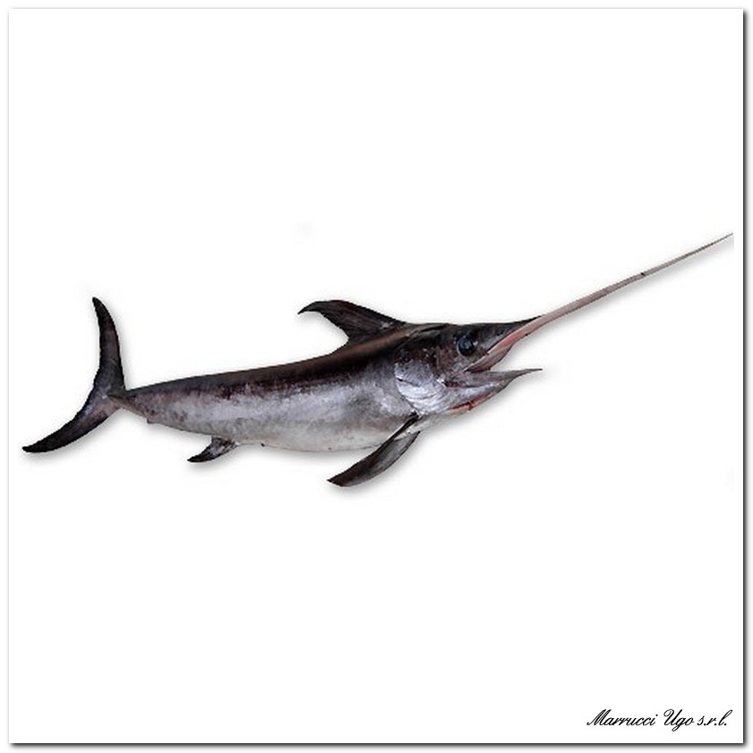 (S/O)PESCE SPADA KG.25 CA - Marrucci